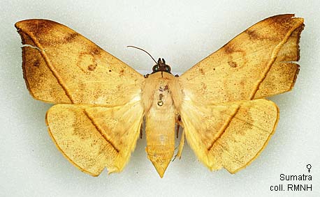 Papua Insects Foundation (Lepidoptera/Erebidae (Eulepidotinae)/Hamodes ...